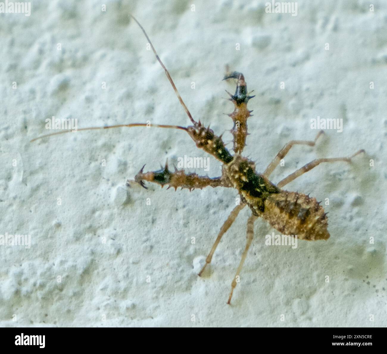 Spined Assassin Bug (Sinea diadema) Insecta Stock Photo - Alamy