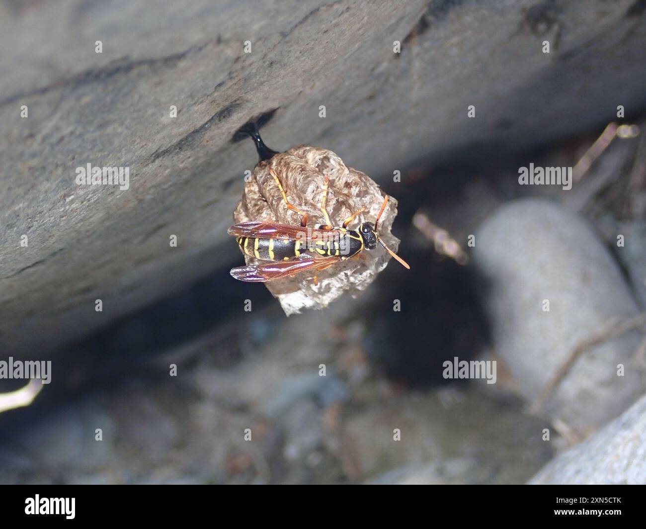 Asian Paper Wasp (Polistes chinensis) Insecta Stock Photo - Alamy