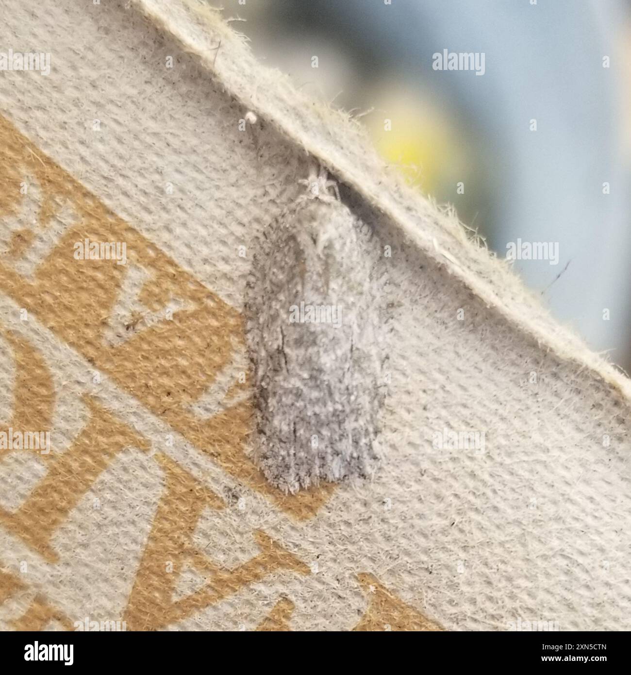 Black-lined Acleris (Acleris nigrolinea) Insecta Stock Photo - Alamy