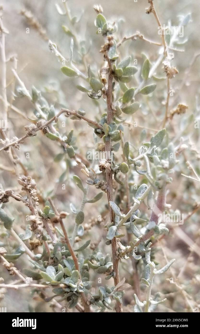 Cattle Saltbush (Atriplex polycarpa) Plantae Stock Photo - Alamy