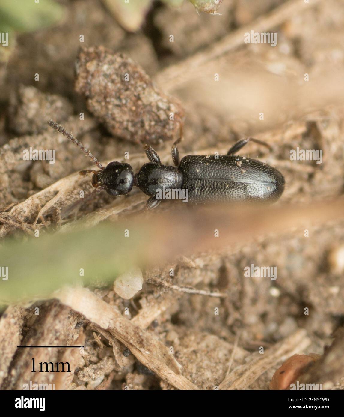 Ant-like Flower Beetles (Anthicidae) Insecta Stock Photo - Alamy