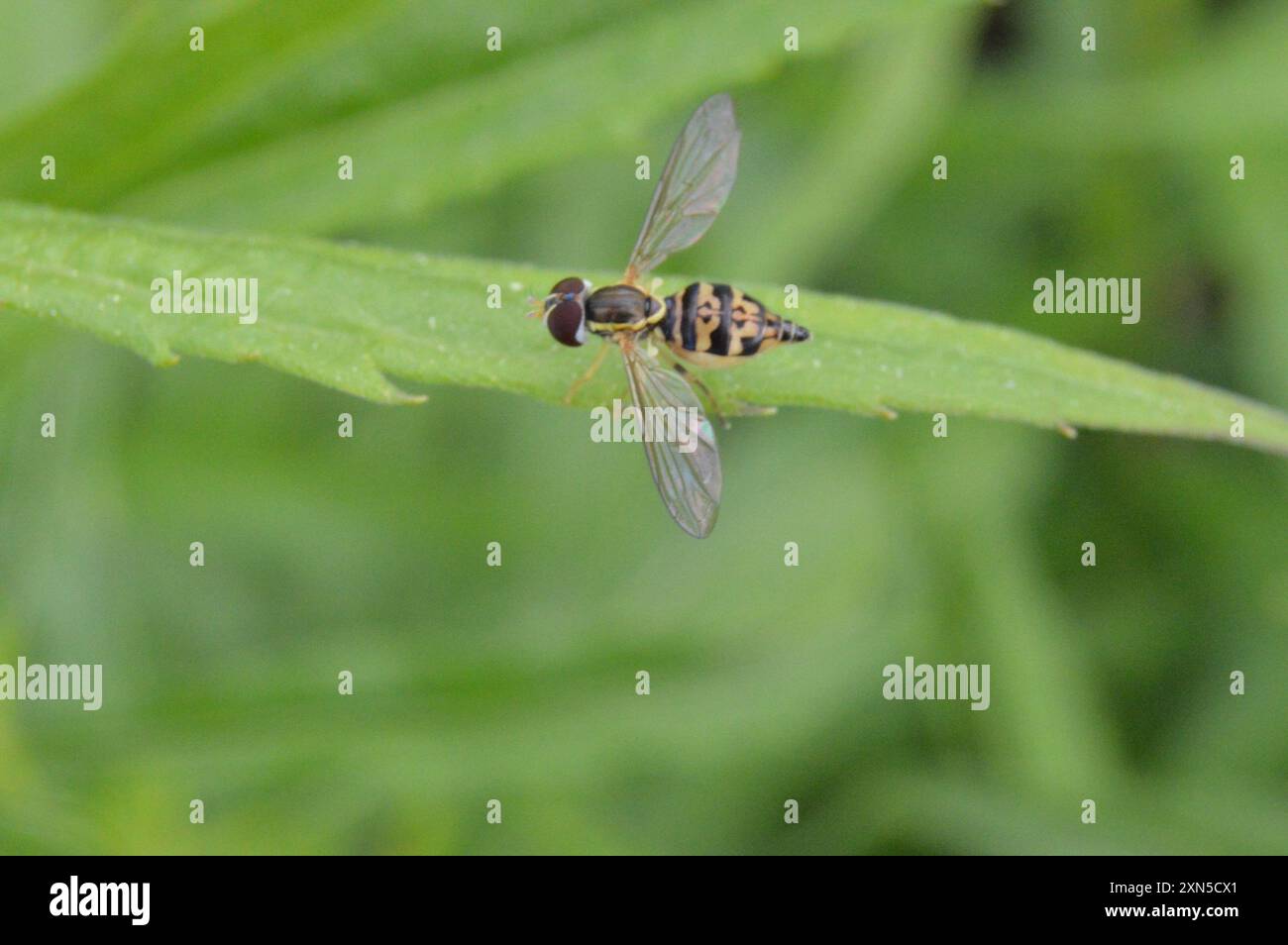Eastern Calligrapher (Toxomerus geminatus) Insecta Stock Photo - Alamy