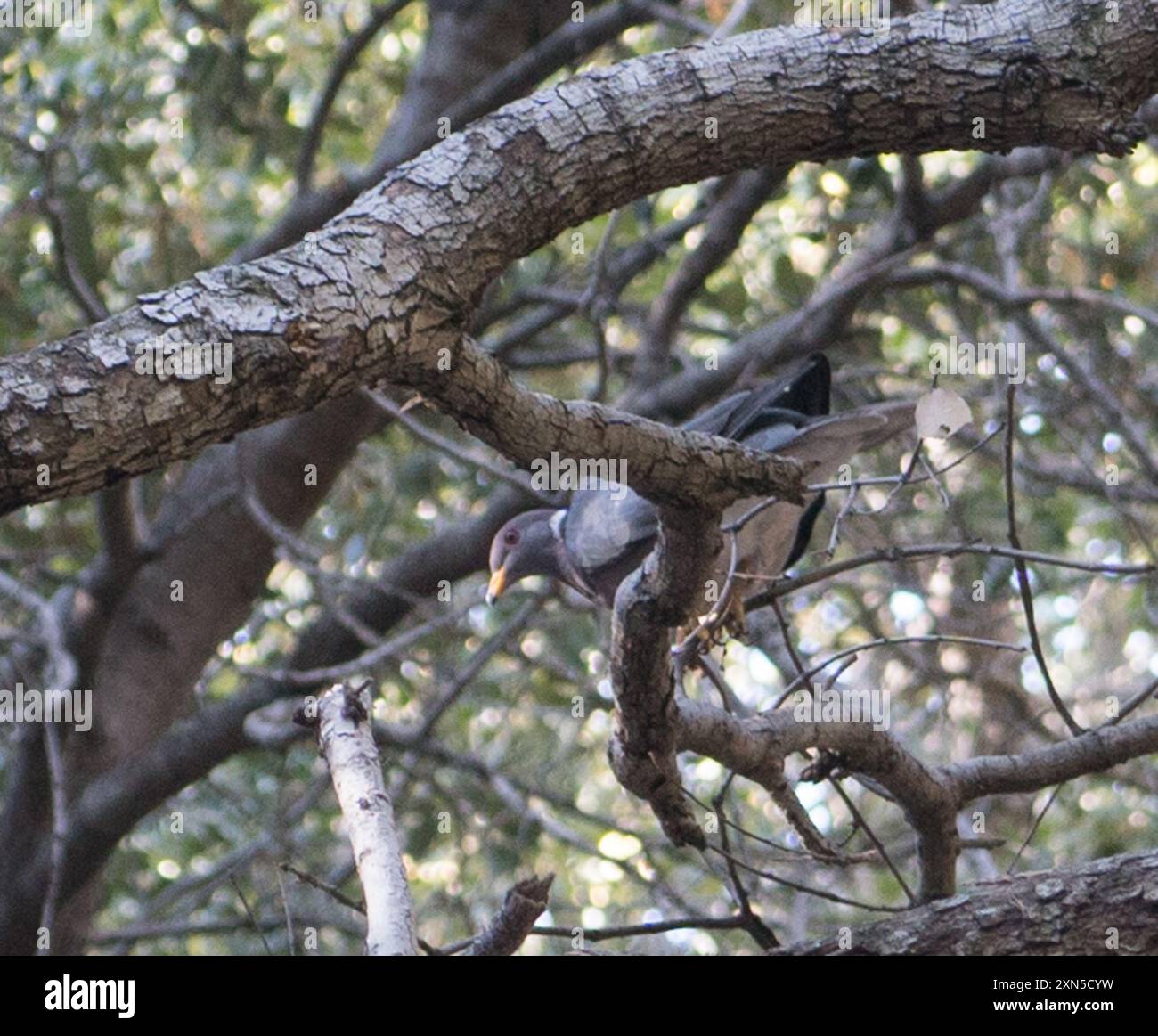 Band-tailed Pigeon (Patagioenas fasciata) Aves Stock Photo - Alamy