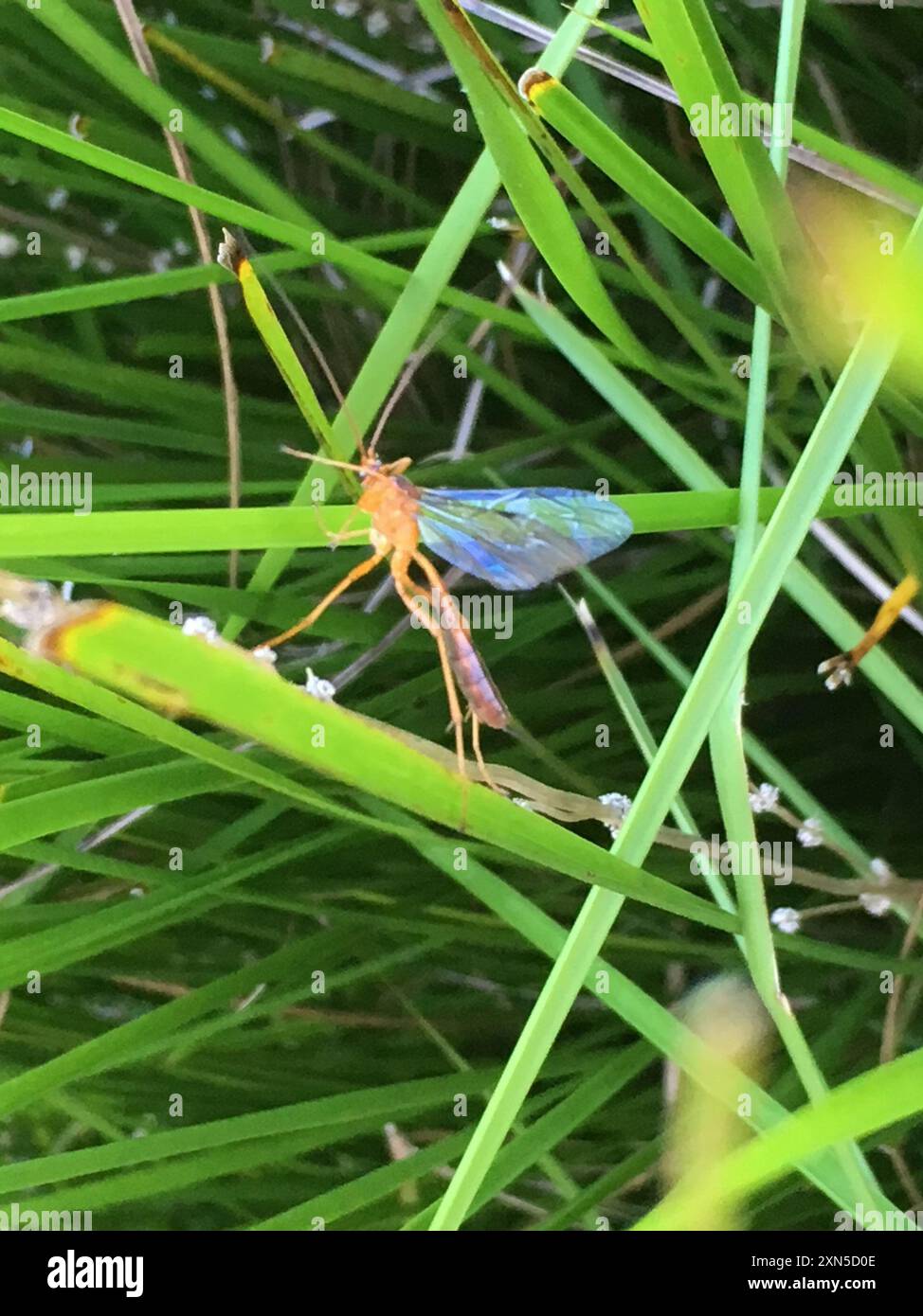 Orange Ichneumonid wasp (Netelia ephippiata) Insecta Stock Photo - Alamy