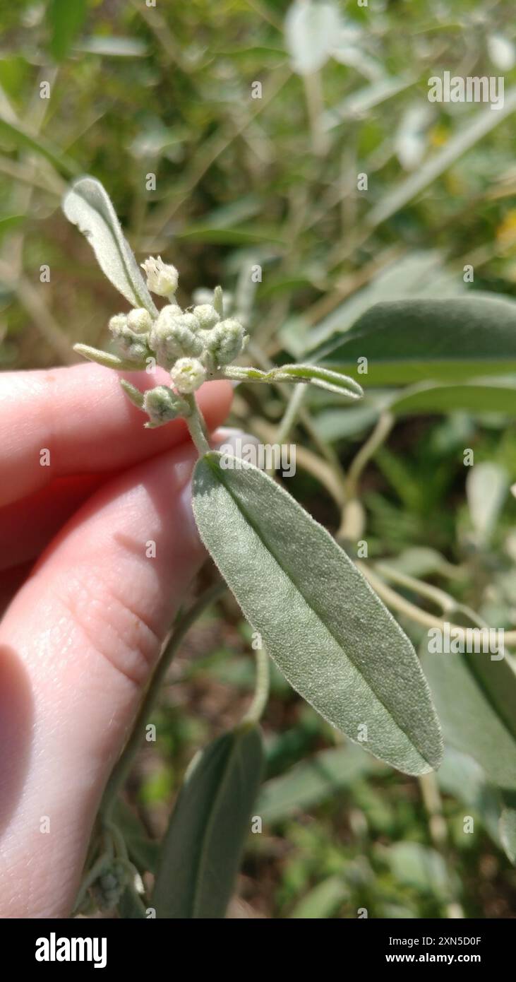 skunkweed (Croton texensis) Plantae Stock Photo - Alamy