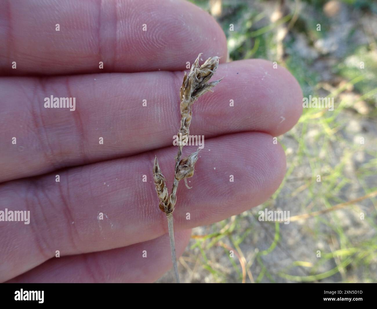 sand sedge (Carex arenaria) Plantae Stock Photo - Alamy