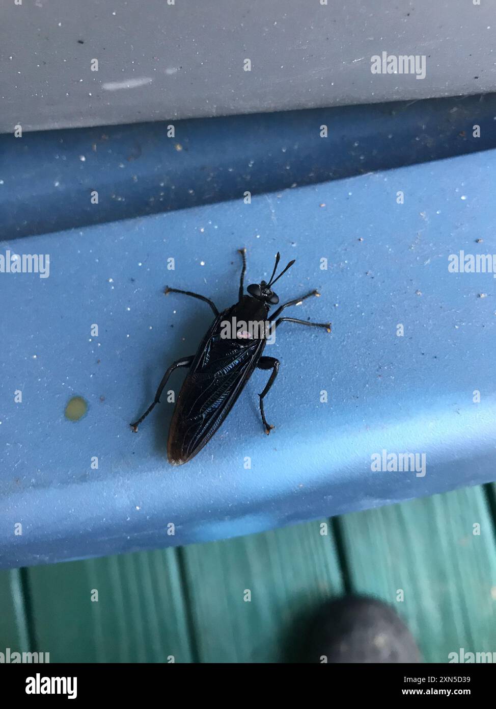 Clubbed mydas fly hi-res stock photography and images - Alamy