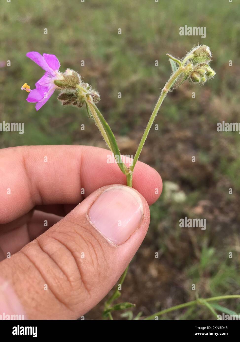 Narrowleaf Four o'Clock (Mirabilis linearis) Plantae Stock Photo - Alamy