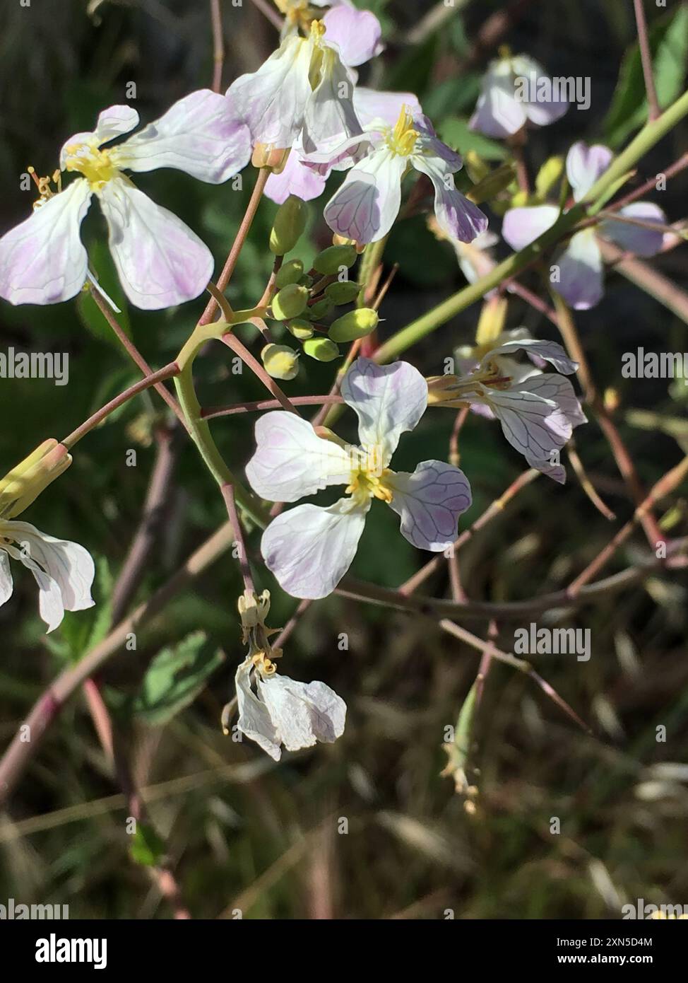 wild and domestic radish (Raphanus raphanistrum sativus) Plantae Stock ...