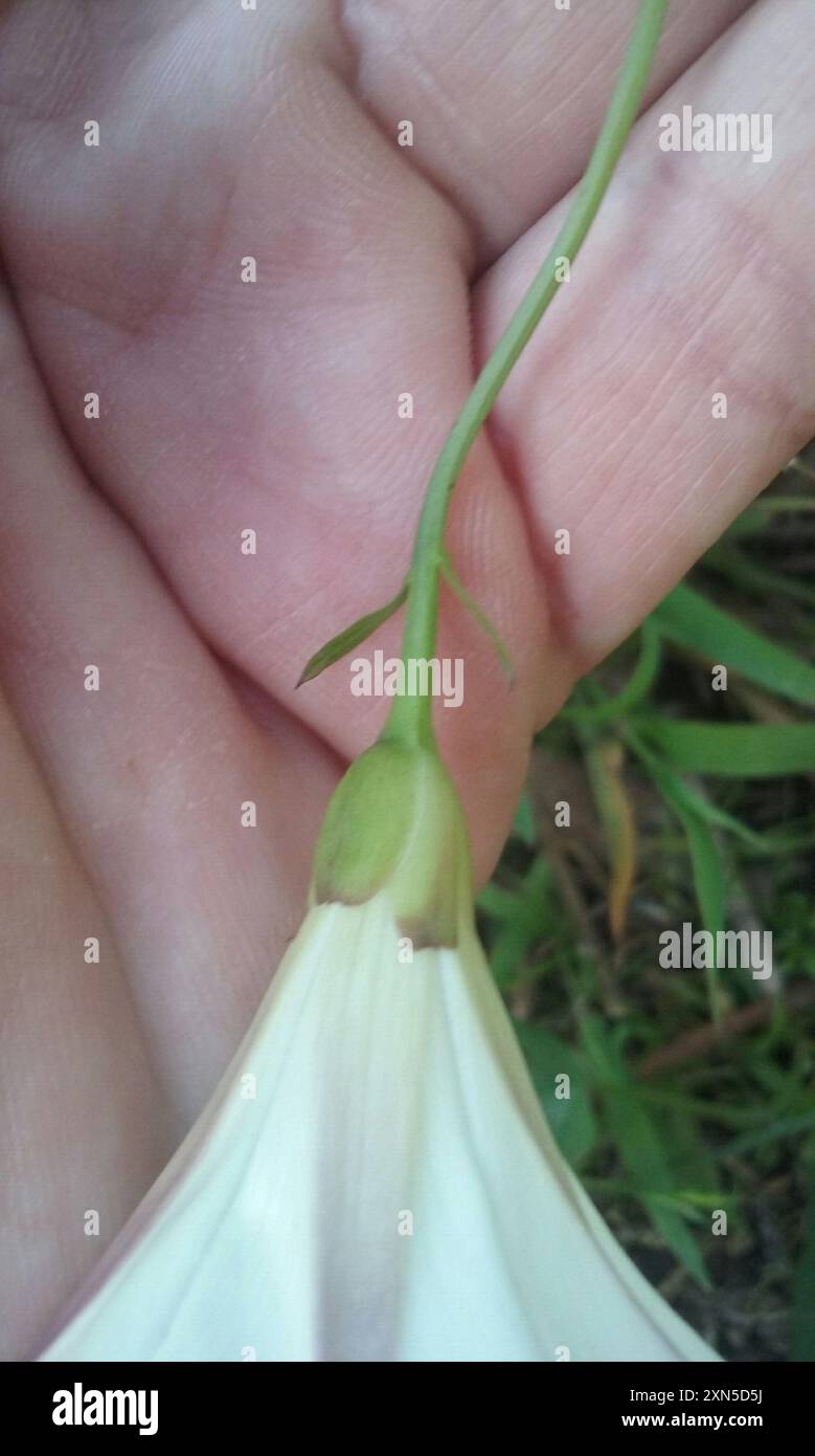 Pacific false bindweed (Calystegia purpurata purpurata) Plantae Stock ...