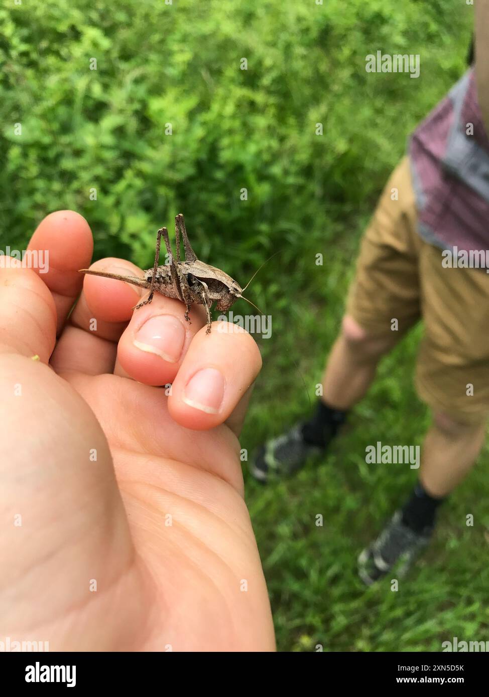 Shieldback Katydids (Tettigoniinae) Insecta Stock Photo - Alamy