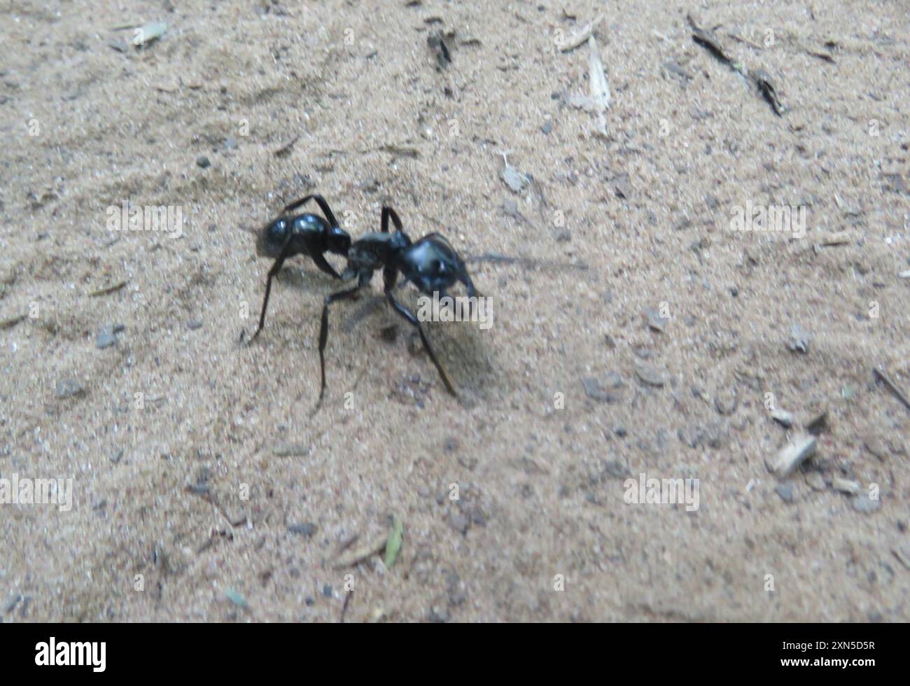 Giant Amazonian Ants (Dinoponera) Insecta Stock Photo - Alamy