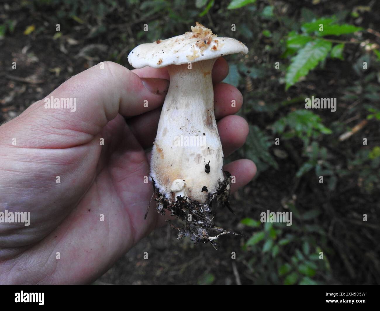 Cloudy Clitocybe (Clitocybe nebularis) Fungi Stock Photo - Alamy