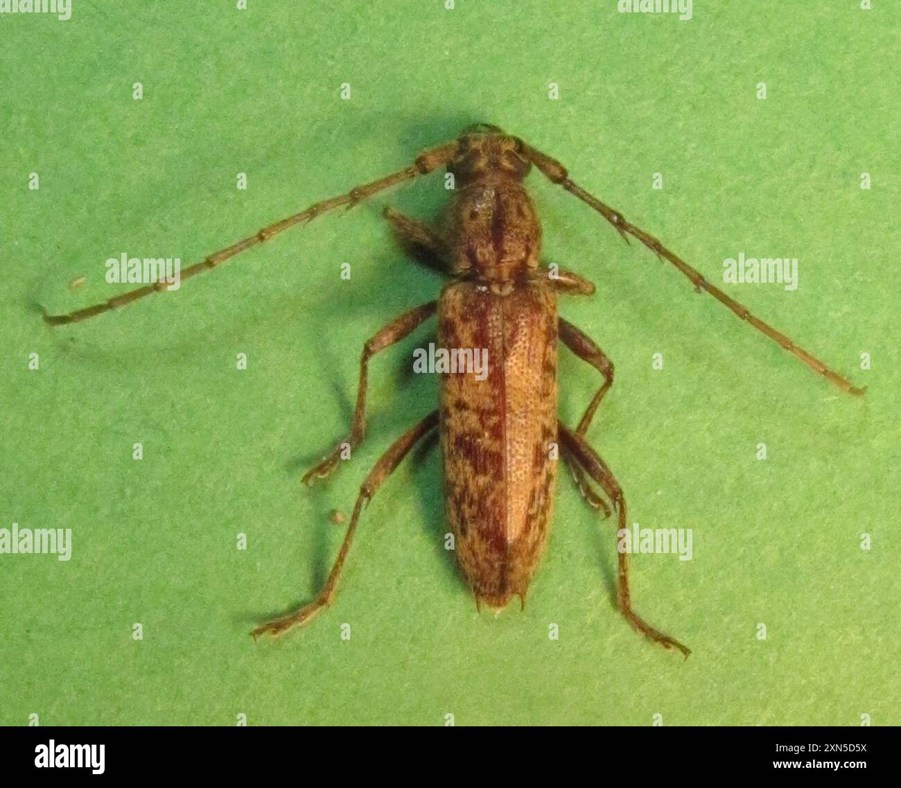 Spined Oak Borer (Elaphidion mucronatum) Insecta Stock Photo - Alamy