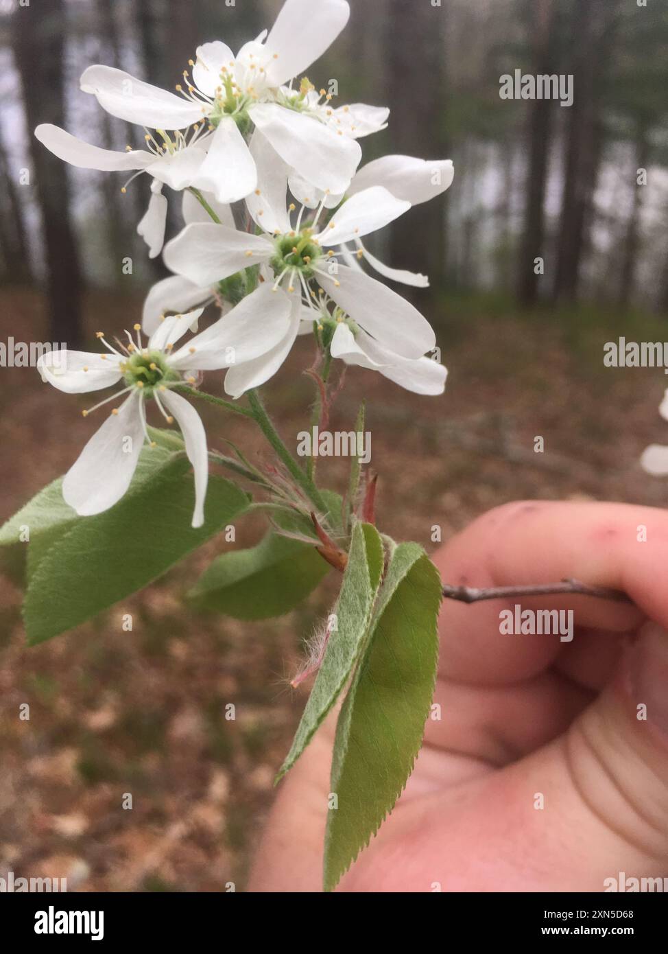 common serviceberry (Amelanchier arborea) Plantae Stock Photo - Alamy