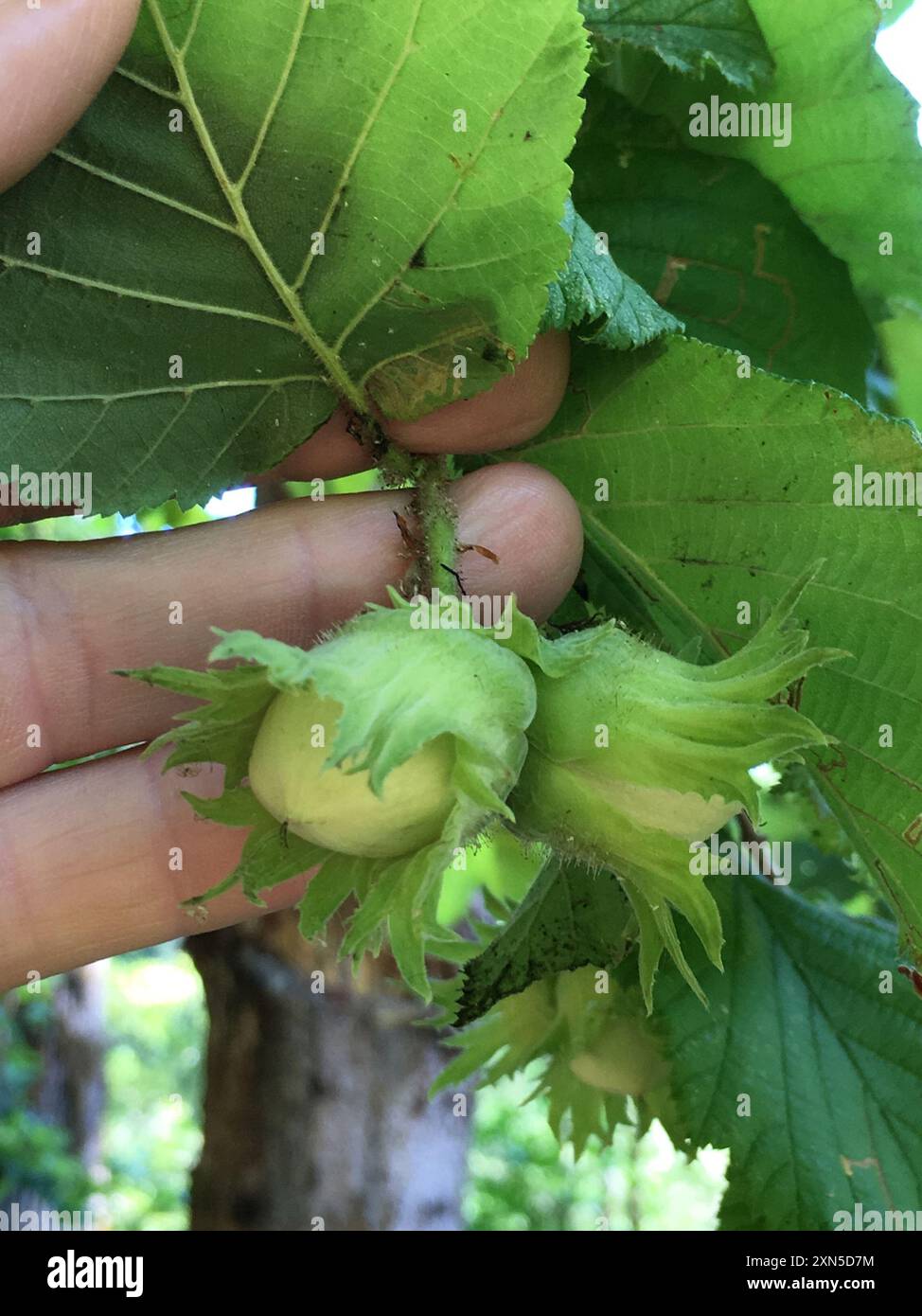 common hazel (Corylus avellana) Plantae Stock Photo - Alamy