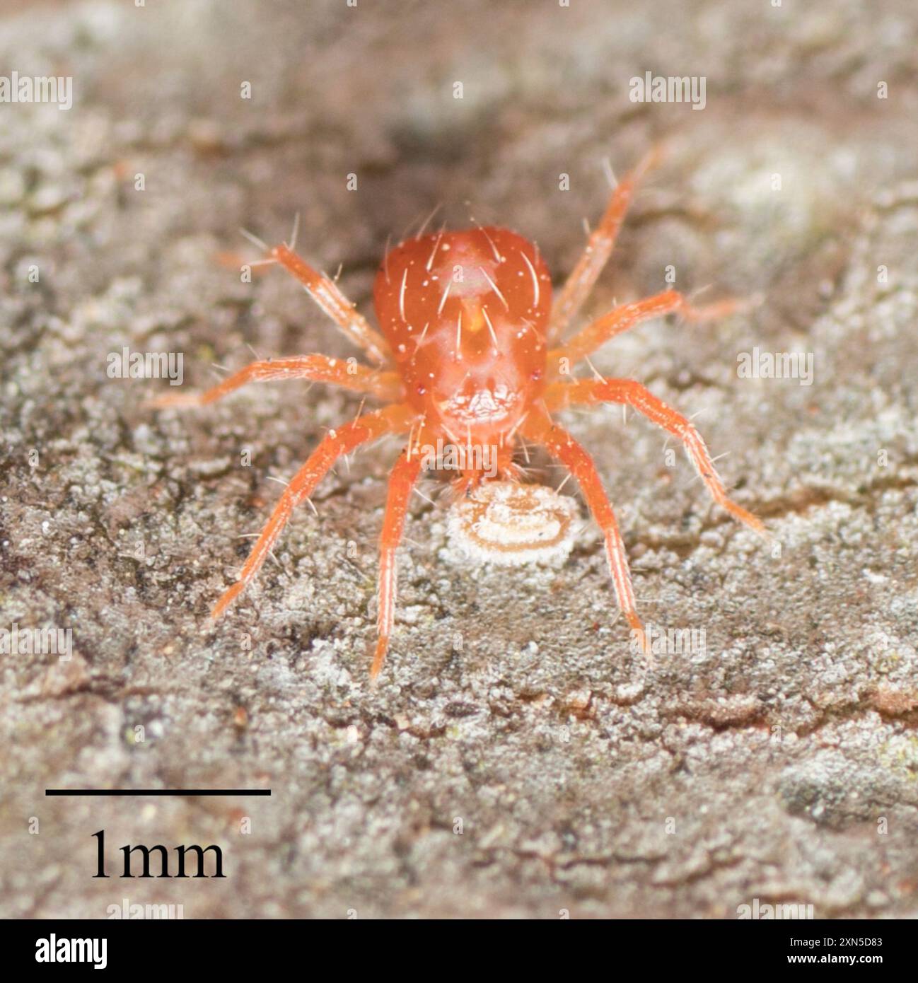 Mites and Ticks (Acari) Arachnida Stock Photo - Alamy