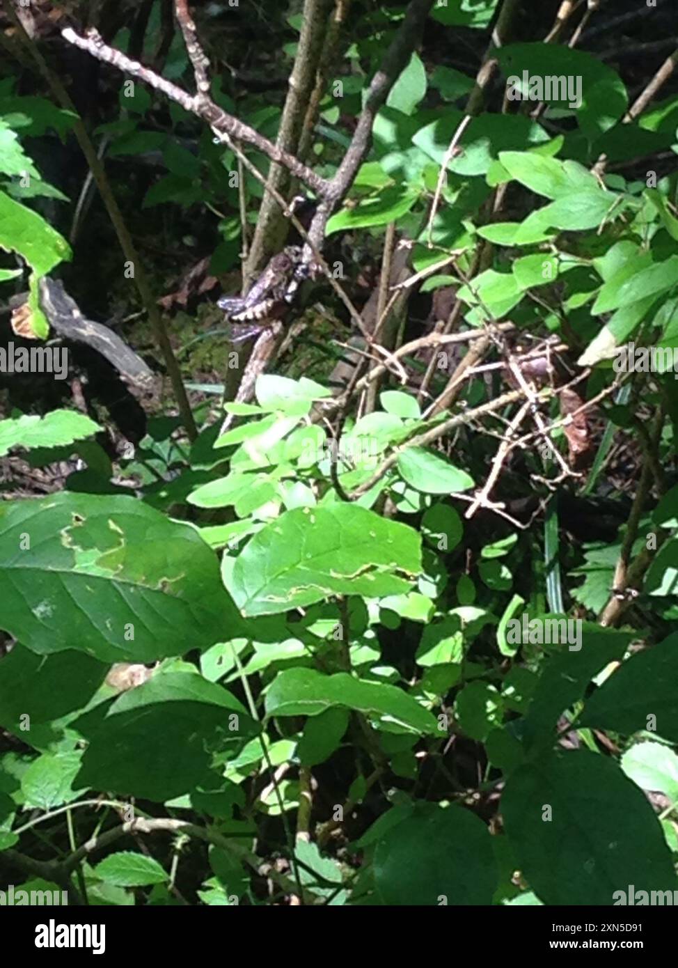 Maroon-legged Lion Fly (Promachus hinei) Insecta Stock Photo - Alamy