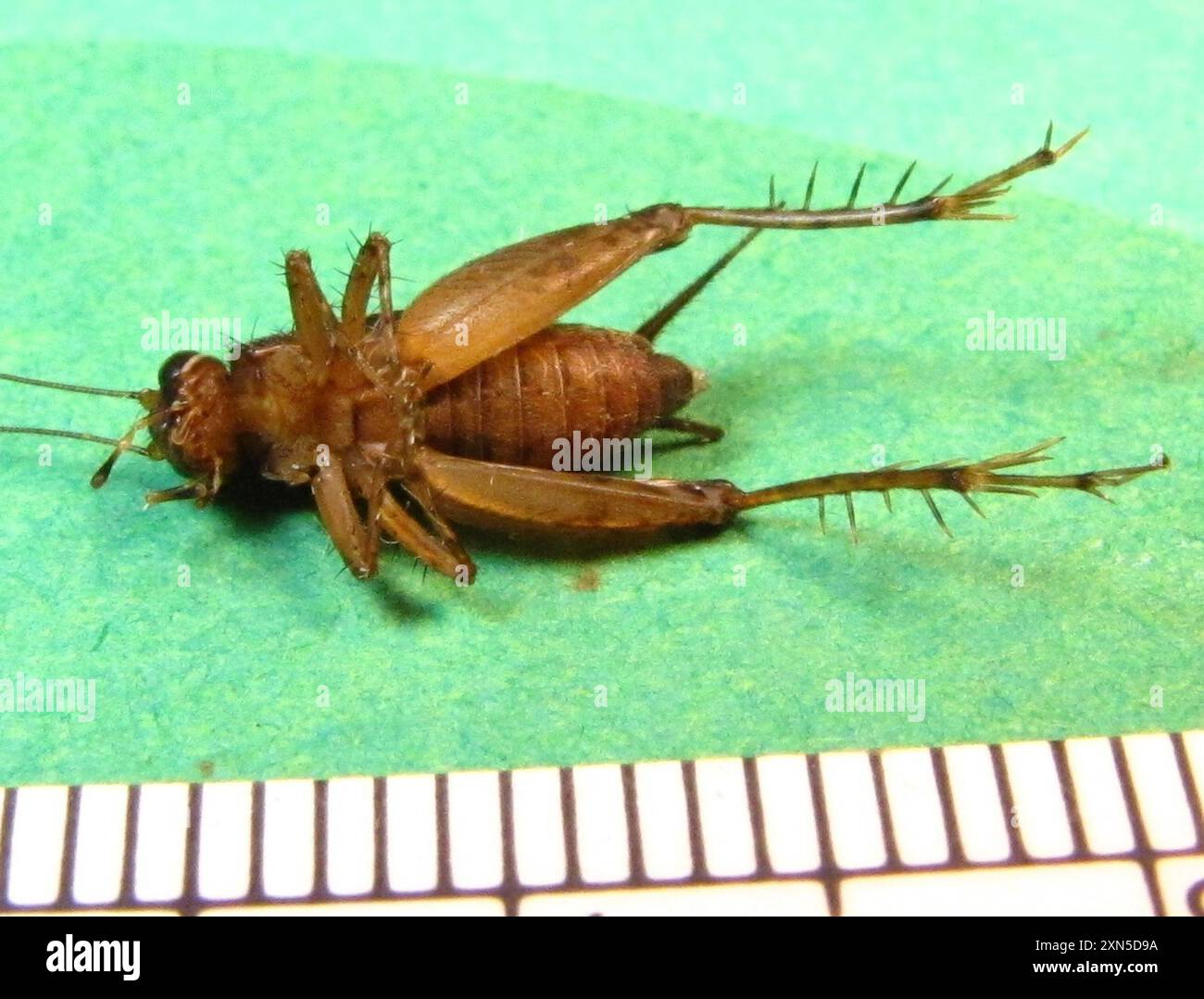 Spotted Ground Cricket (Allonemobius maculatus) Insecta Stock Photo - Alamy