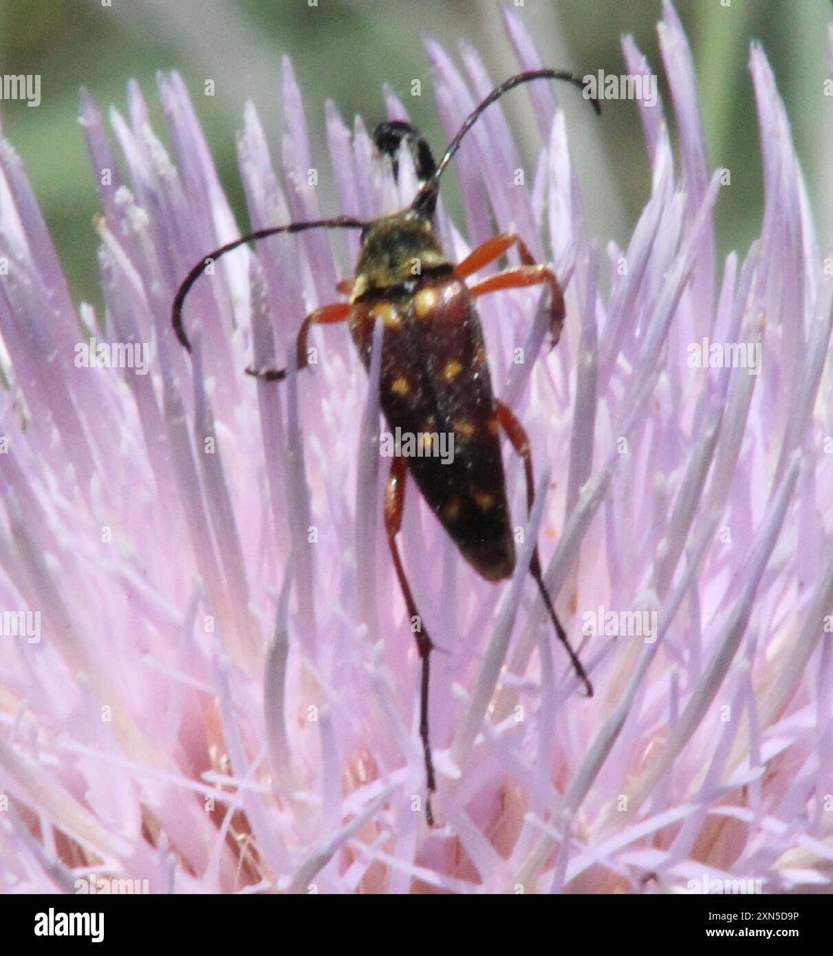 Banded Longhorn Beetle (Typocerus velutinus) Insecta Stock Photo - Alamy