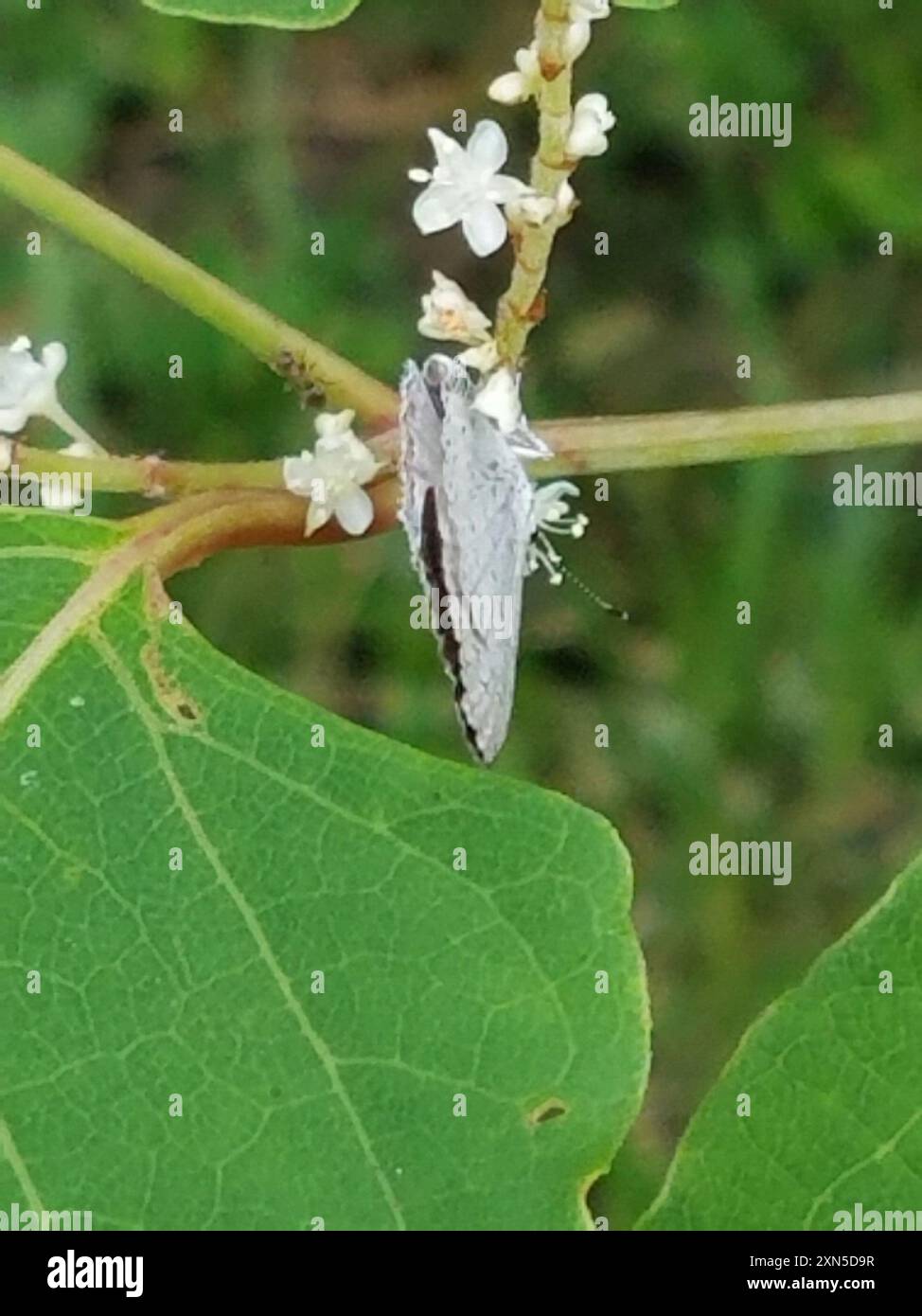 Summer Azure (Celastrina neglecta) Insecta Stock Photo - Alamy