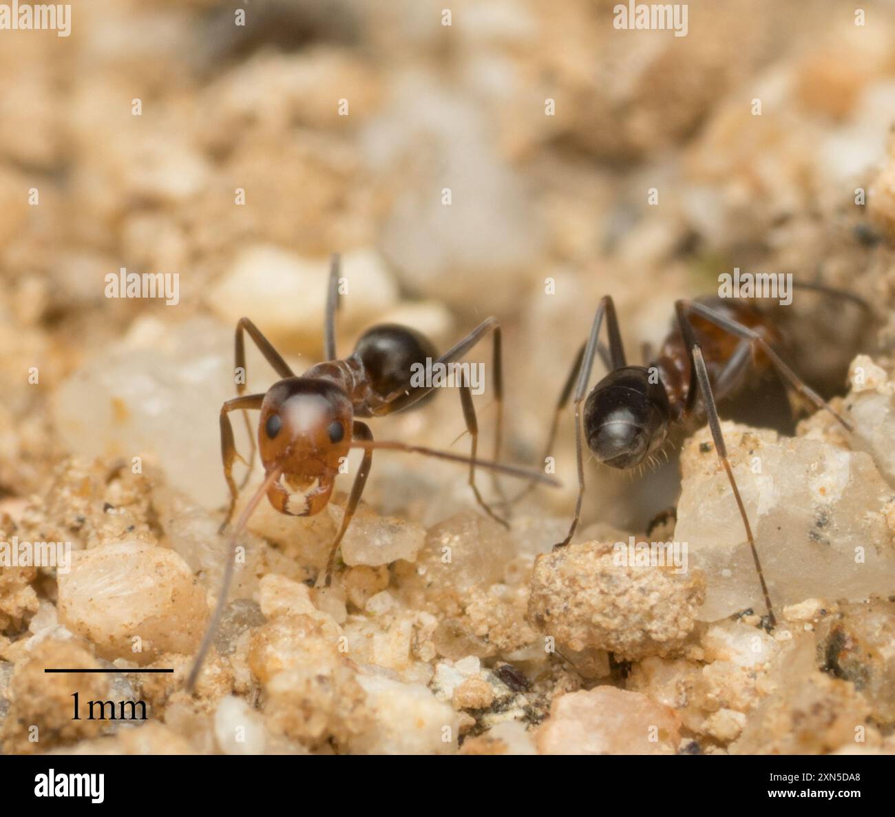 Pyramid Ants (Dorymyrmex) Insecta Stock Photo - Alamy