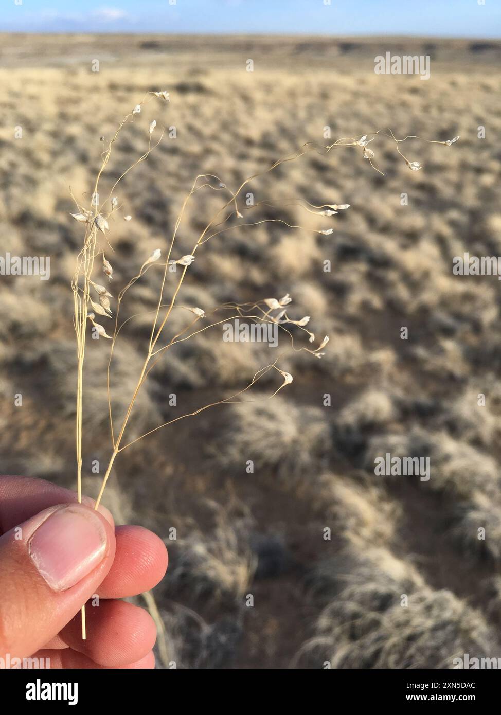 Sand Ricegrass (Eriocoma hymenoides) Plantae Stock Photo - Alamy