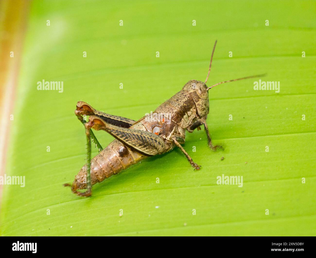 Short-horned Grasshoppers (Acrididae) Insecta Stock Photo - Alamy