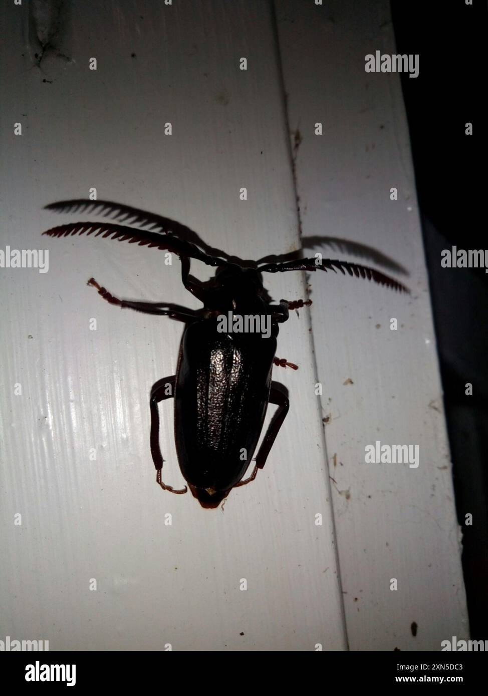 Tile-horned Prionus (Prionus imbricornis) Insecta Stock Photo - Alamy