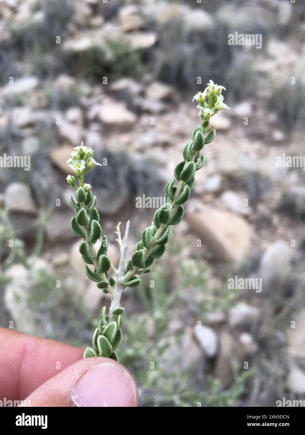 Rio Grande saddlebush (Mortonia scabrella) Plantae Stock Photo - Alamy