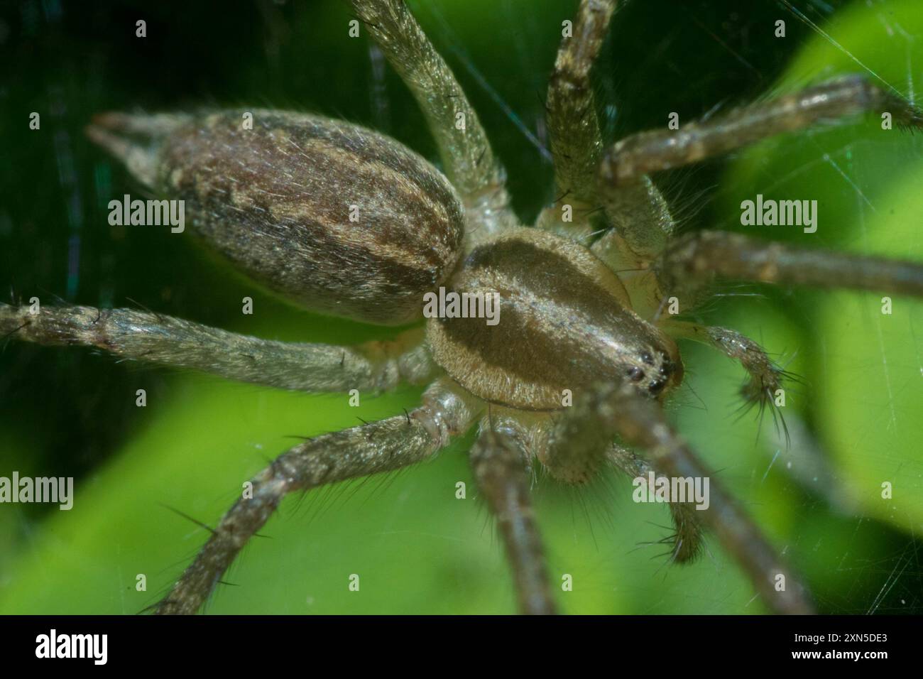Grass Spiders (Agelenopsis) Arachnida Stock Photo - Alamy