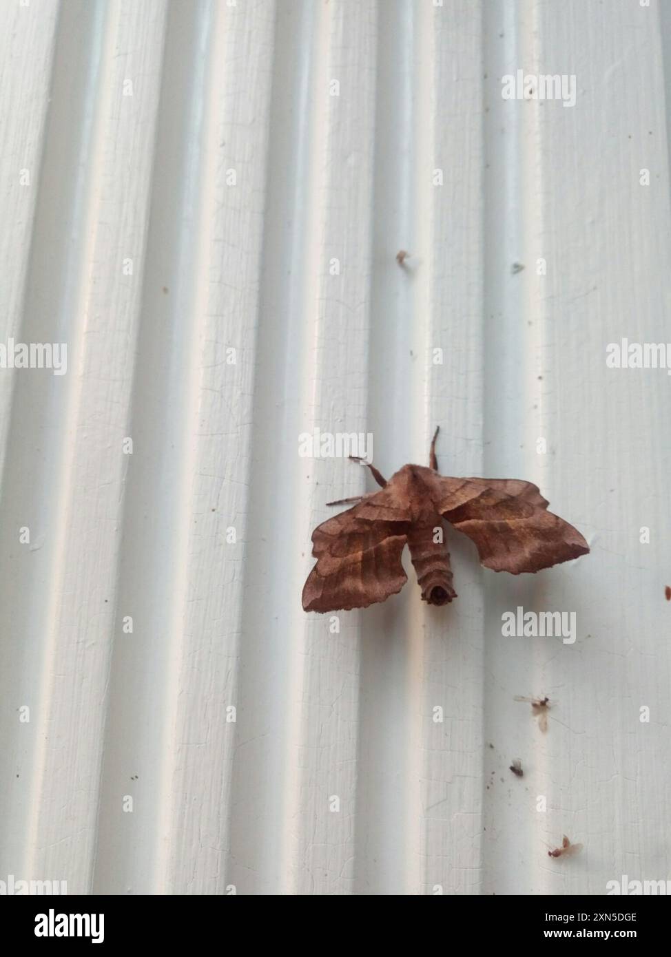 Walnut Sphinx (Amorpha juglandis) Insecta Stock Photo - Alamy