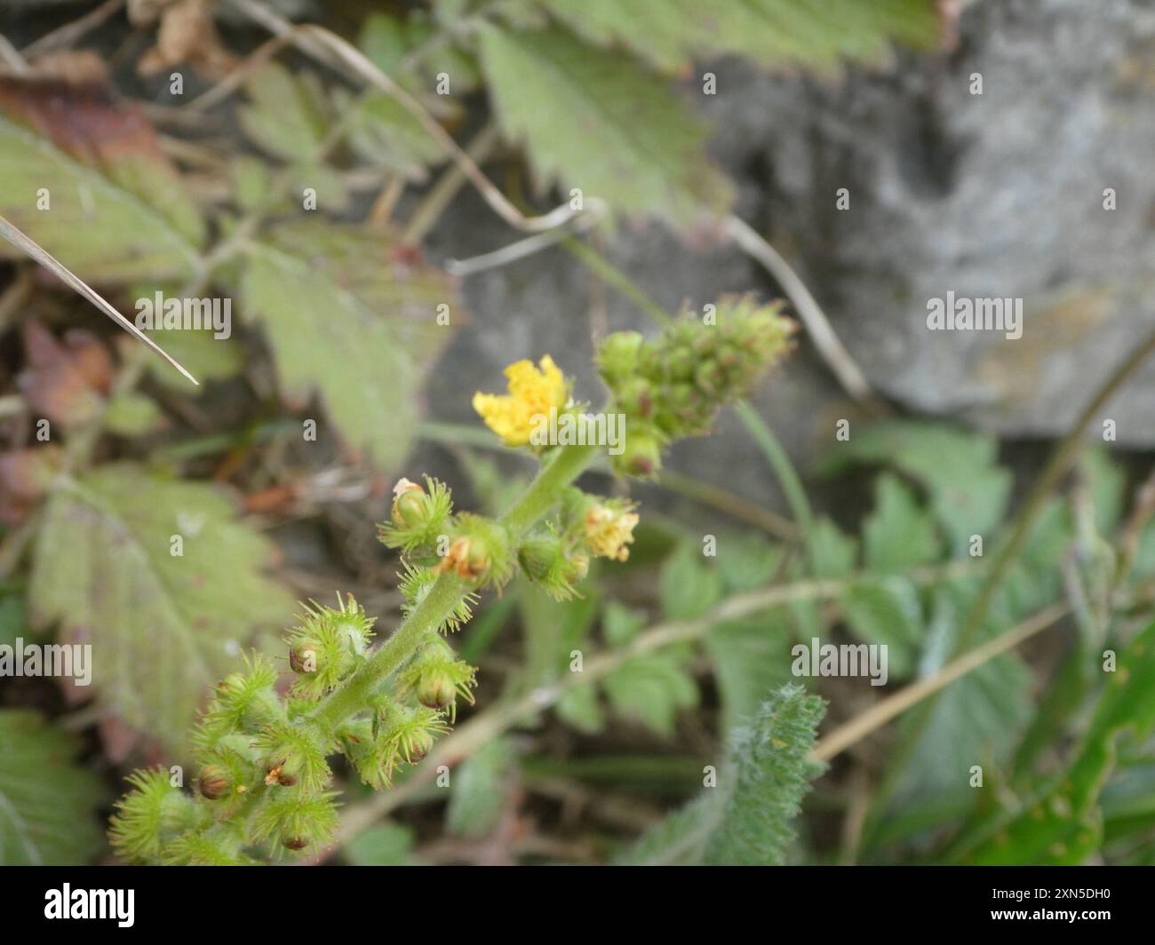 common agrimony (Agrimonia eupatoria) Plantae Stock Photo - Alamy