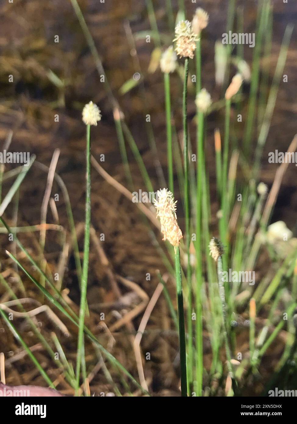 grasses, sedges, cattails, and allies (Poales) Plantae Stock Photo - Alamy