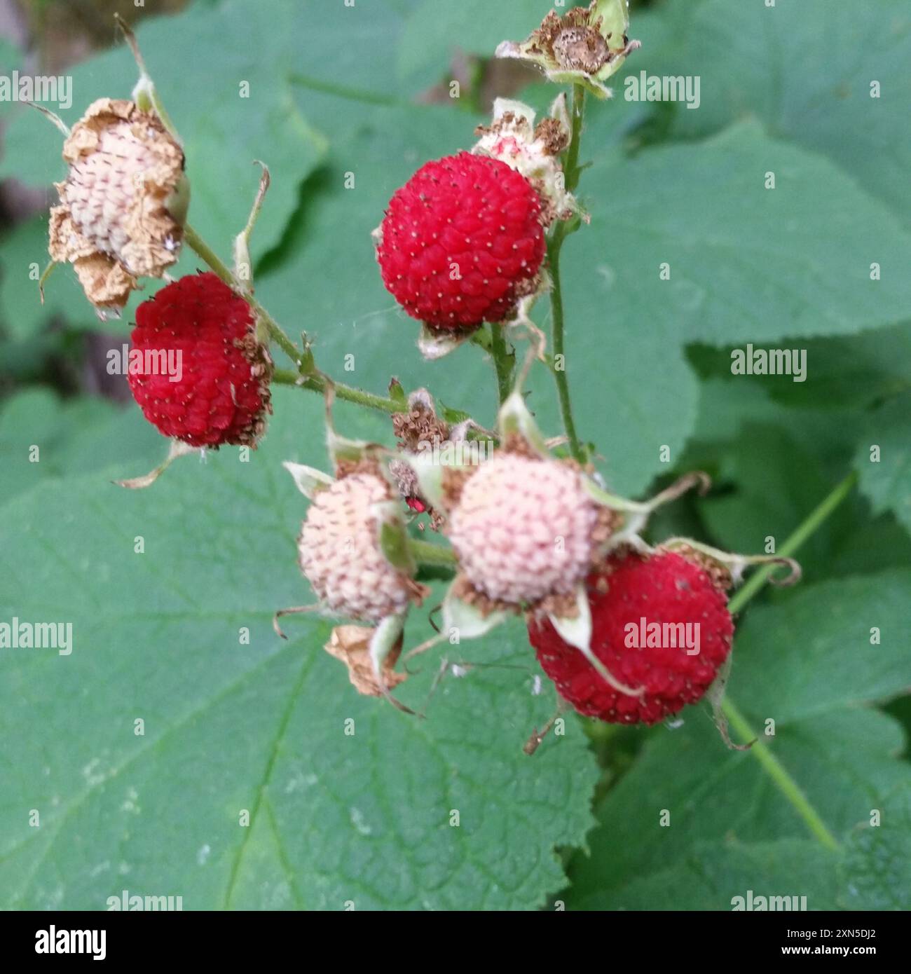 thimbleberry (Rubus parviflorus) Plantae Stock Photo - Alamy