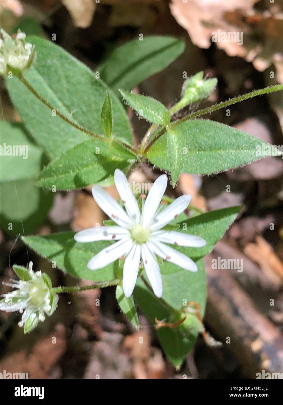 star chickweed (Stellaria pubera) Plantae Stock Photo - Alamy
