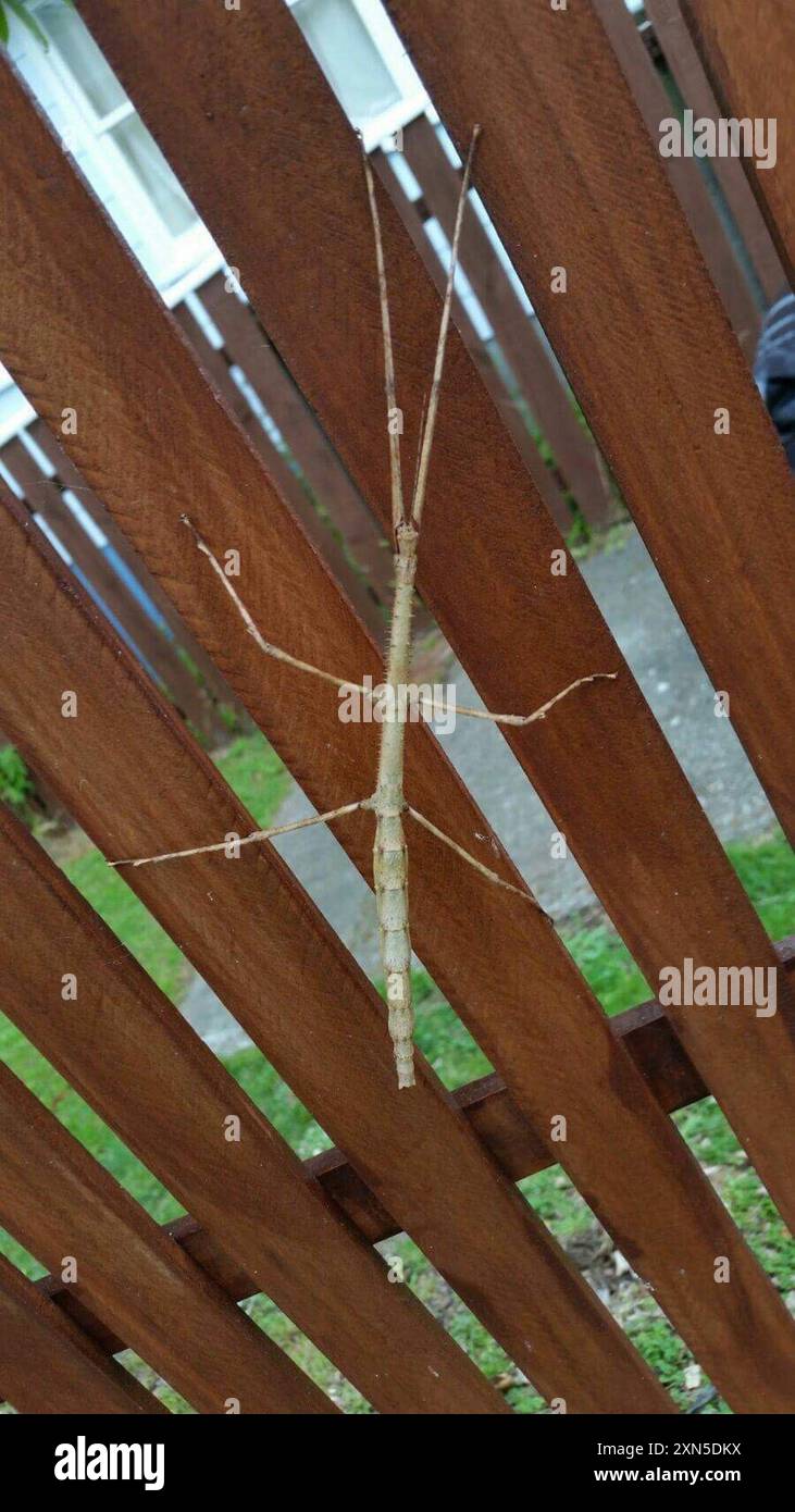New Zealand Giant Stick Insect (Argosarchus horridus) Insecta Stock ...