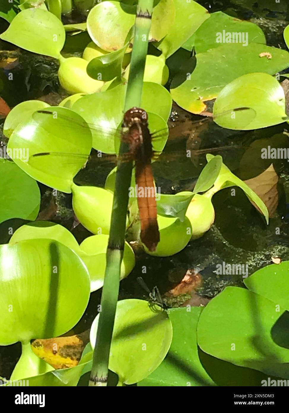 Neon Skimmer (Libellula croceipennis) Insecta Stock Photo - Alamy