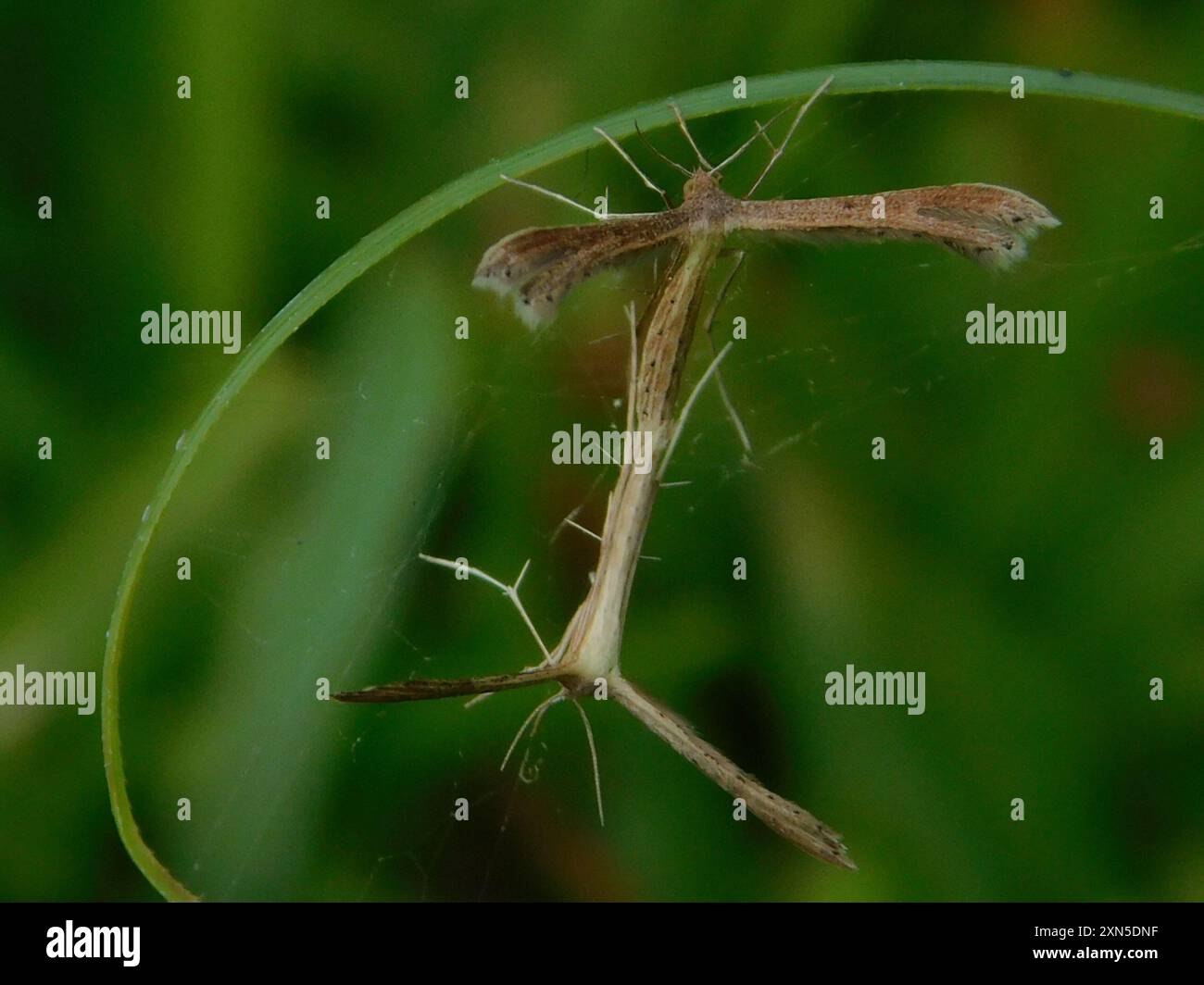 Dwarf Plume Moth (Exelastis pumilio) Insecta Stock Photo - Alamy