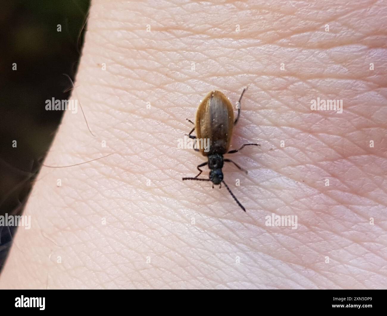 Rough-Haired Lagria Beetle (Lagria hirta) Insecta Stock Photo - Alamy
