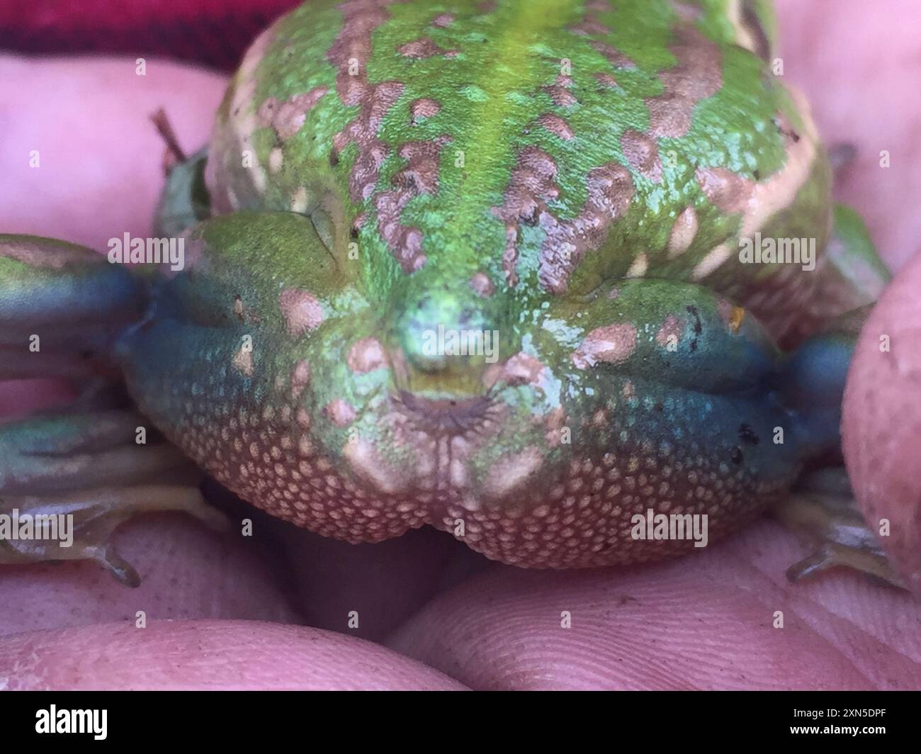 Southern Bell Frog (Ranoidea raniformis) Amphibia Stock Photo - Alamy
