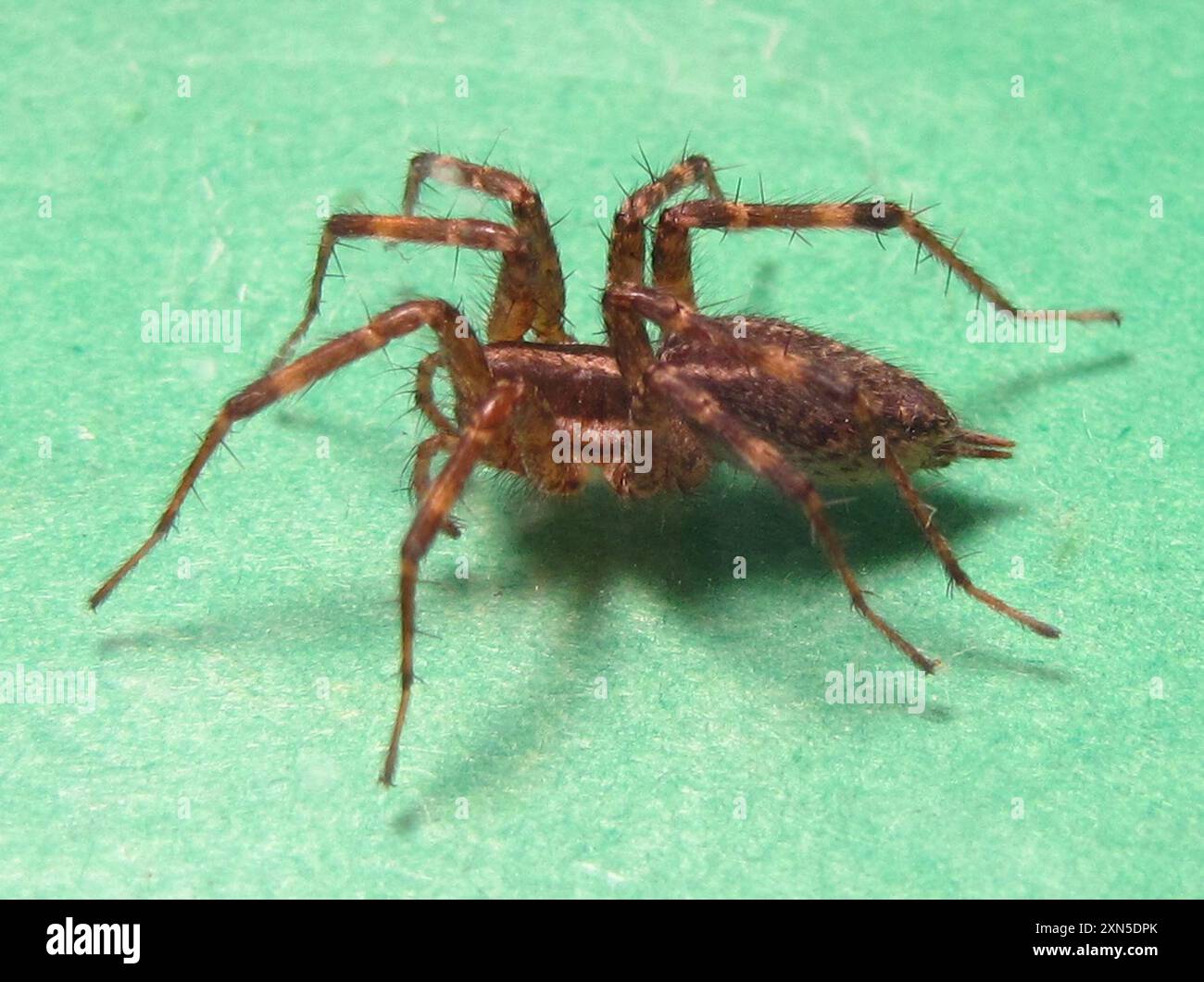 Grass Spiders (Agelenopsis) Arachnida Stock Photo - Alamy