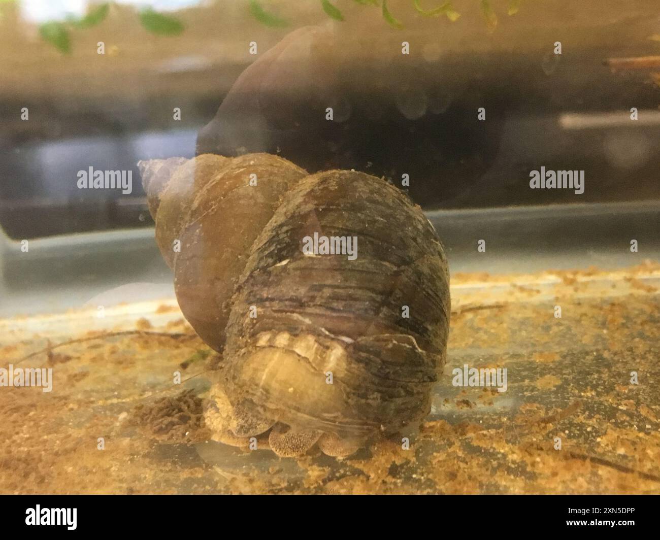 Chinese Mystery Snail (Cipangopaludina chinensis) Mollusca Stock Photo ...