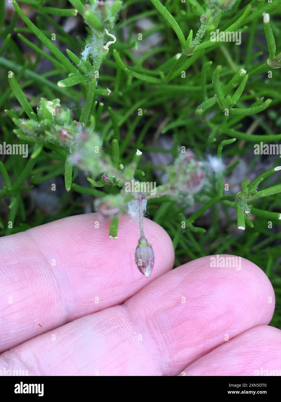 Spergularia marina hi-res stock photography and images - Alamy