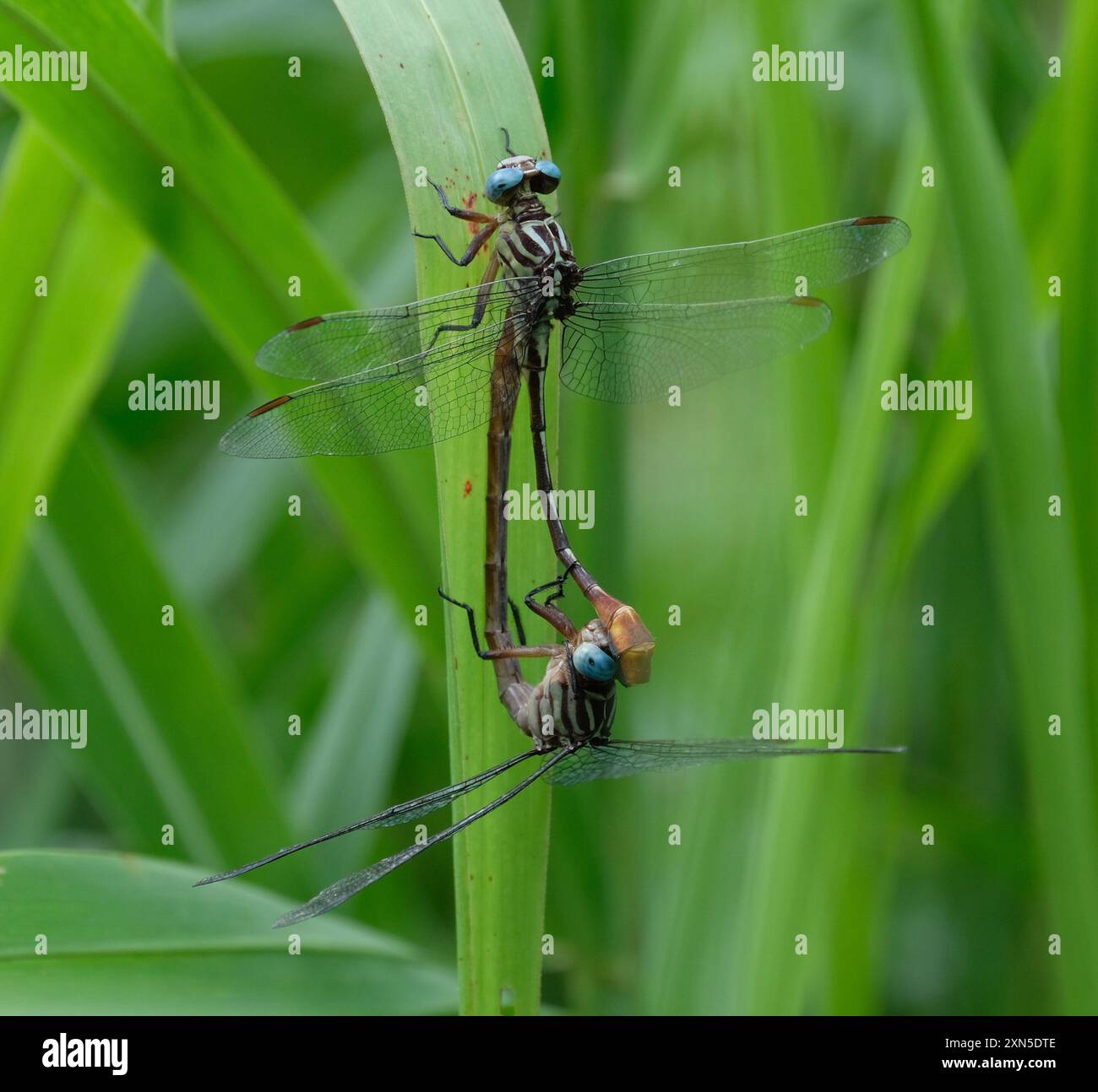 Stylurus plagiatus hi-res stock photography and images - Alamy