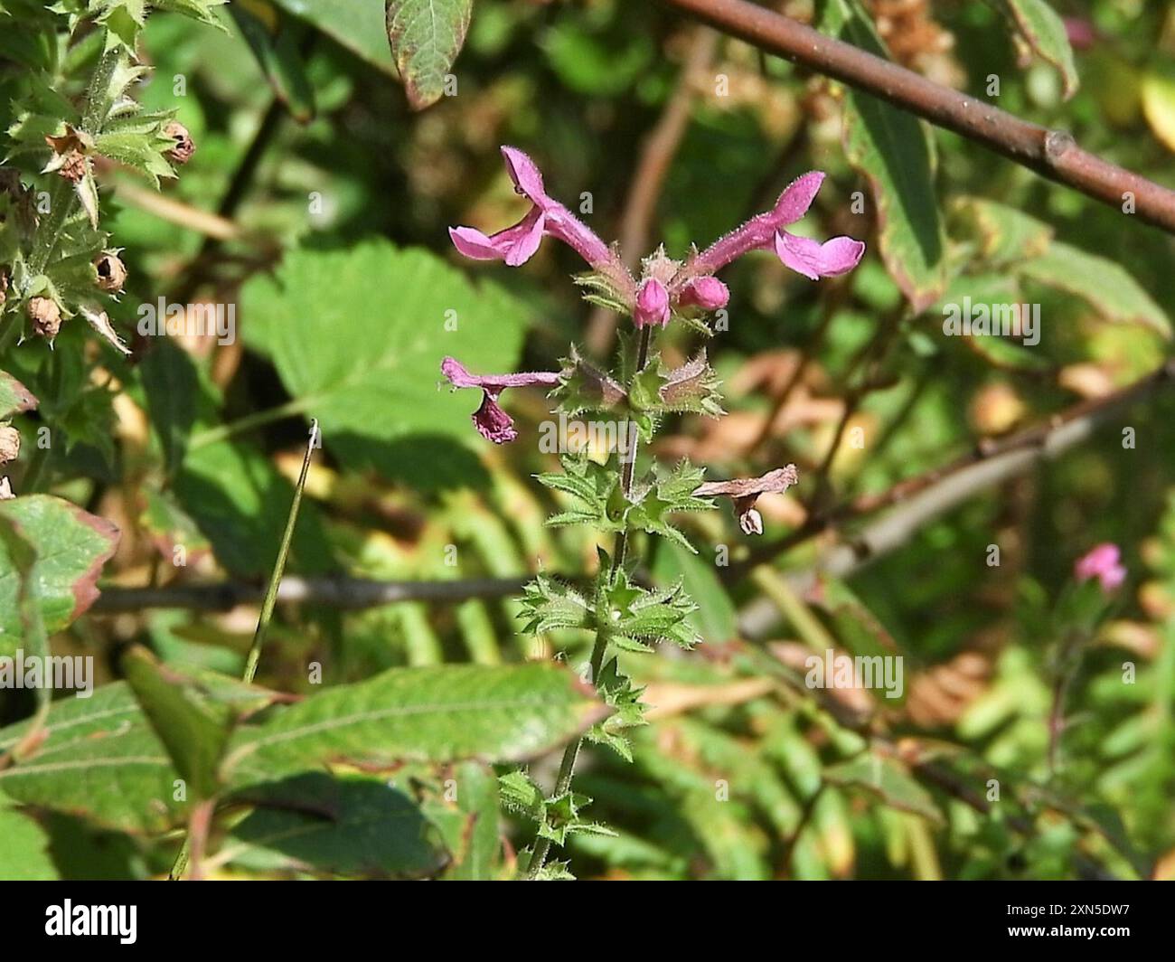 Coastal Hedge-nettle (Stachys chamissonis) Plantae Stock Photo - Alamy