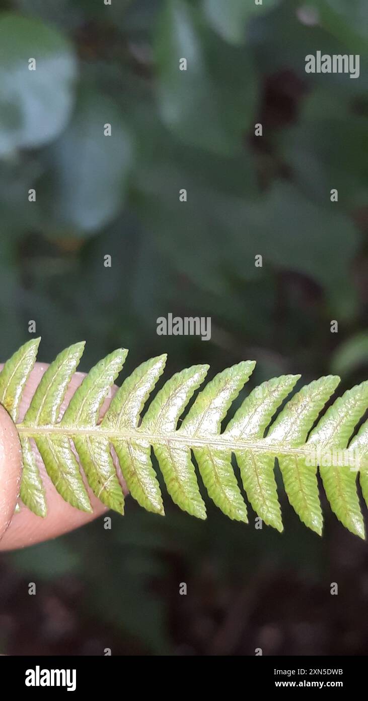 silver fern (Cyathea dealbata) Plantae Stock Photo - Alamy