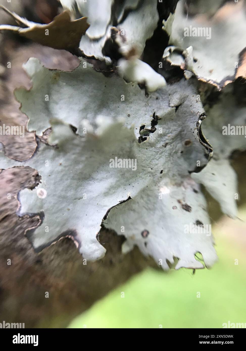 Ruffle Lichens (Parmotrema) Fungi Stock Photo - Alamy