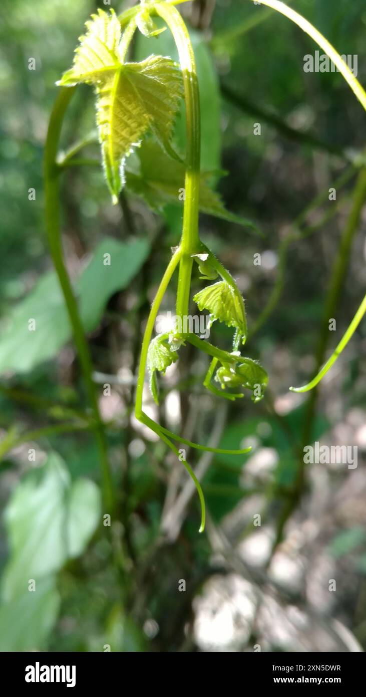 frost grape (Vitis vulpina) Plantae Stock Photo - Alamy