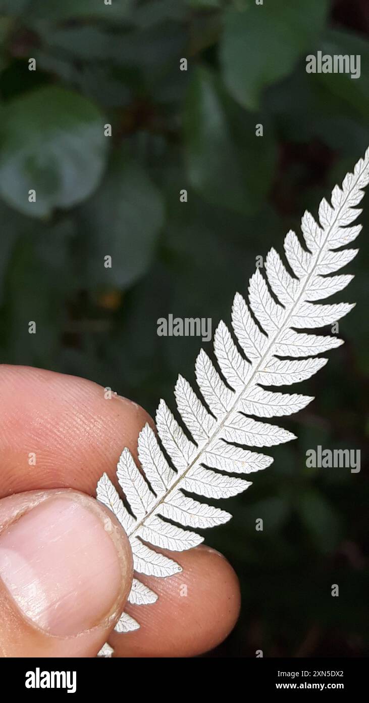 silver fern (Cyathea dealbata) Plantae Stock Photo - Alamy